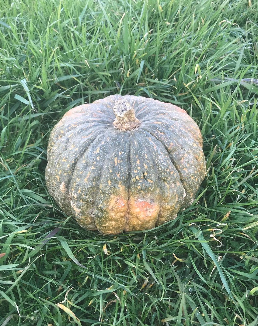 Courge potimarron vert 2kg - 2.5 kg bio à Lyon Rhône (69)